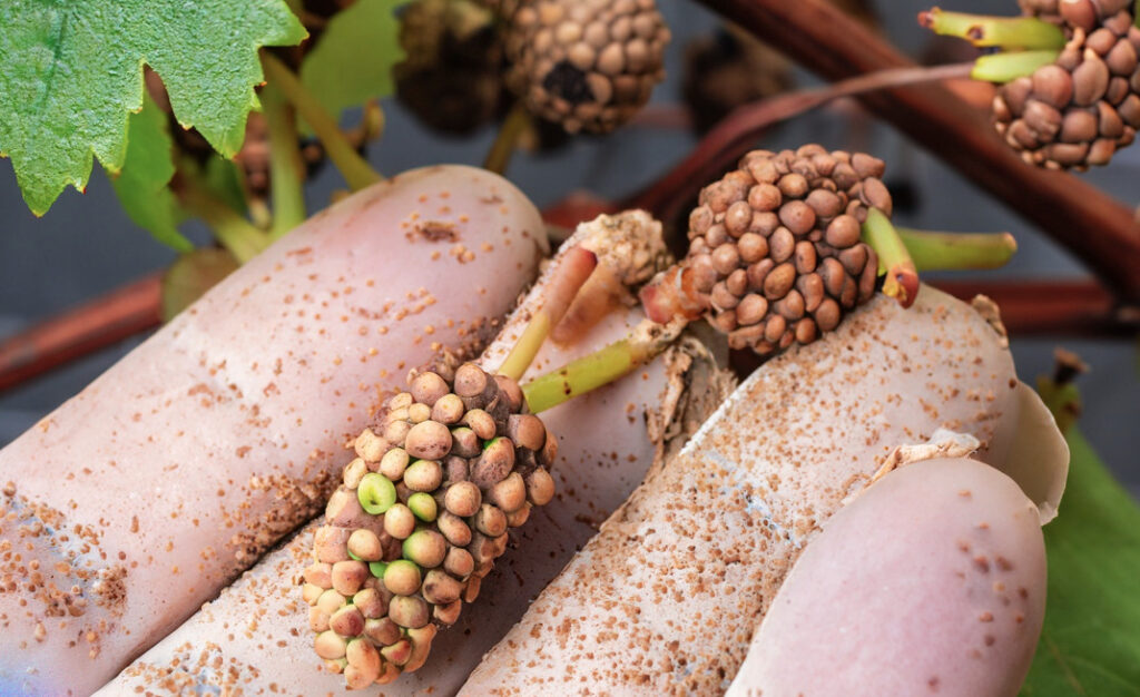 Cara Menanam Biji Anggur di Kapas - Biotifor