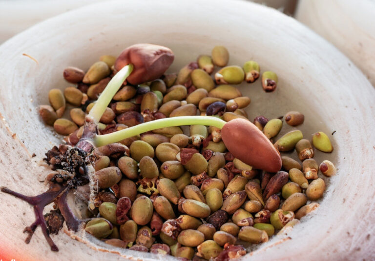 Cara Menanam Biji Anggur di Kapas - Biotifor