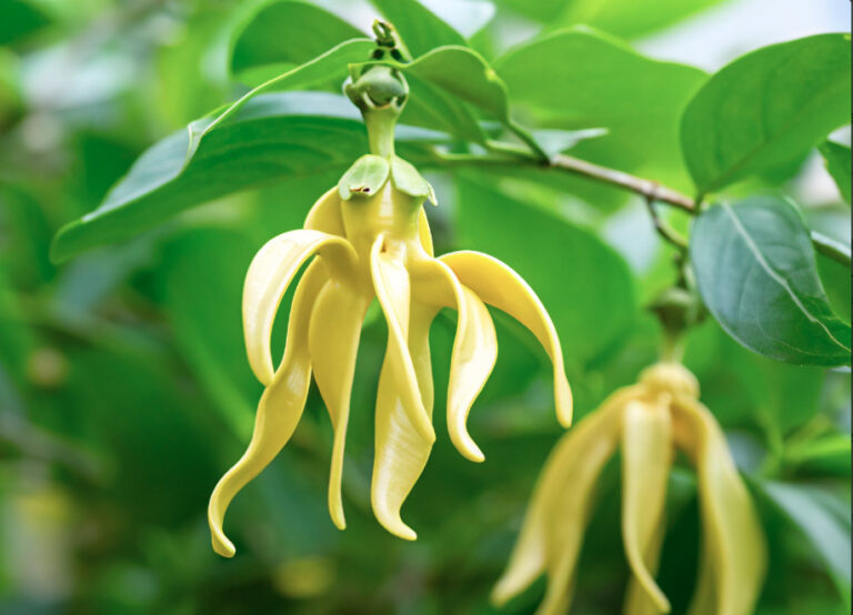 Cara Menanam Bunga Kenanga - Biotifor