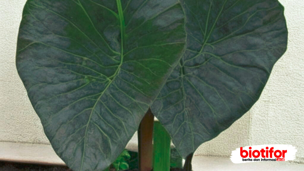 Talas Papua: Mengungkap Kekayaan Kuliner Indonesia - Biotifor