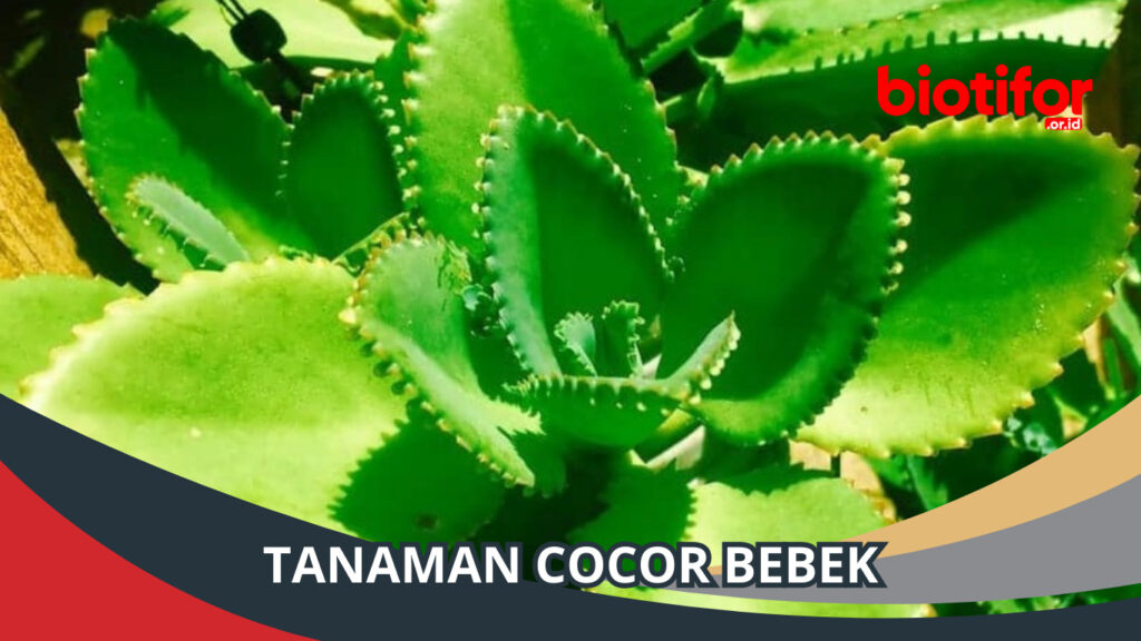 Tanaman Cocor Bebek: Tanaman Hias yang Menawan - Biotifor
