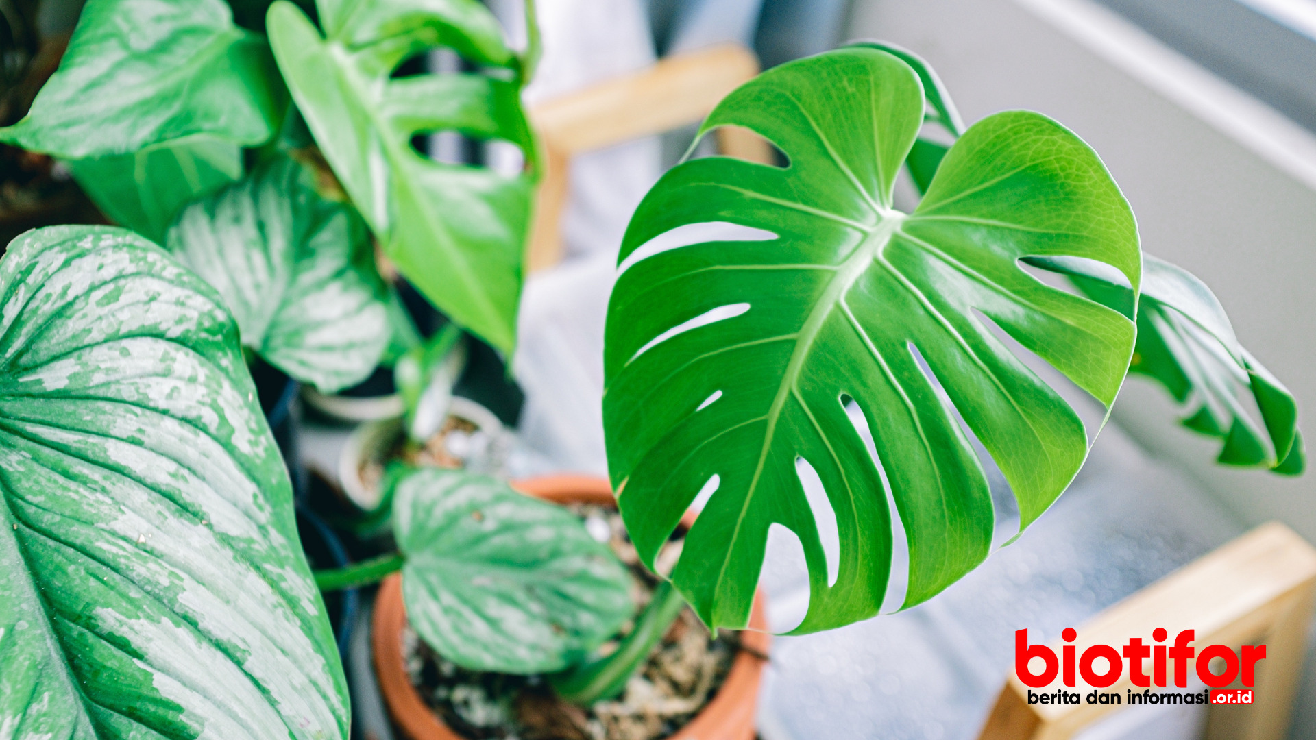 8 Tanaman Hias Daun untuk Teras Rumah semakin Asri nan Indah - Biotifor