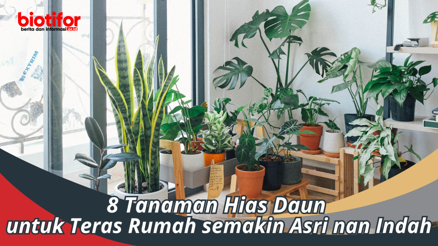 8 Tanaman Hias Daun untuk Teras Rumah semakin Asri nan Indah - Biotifor