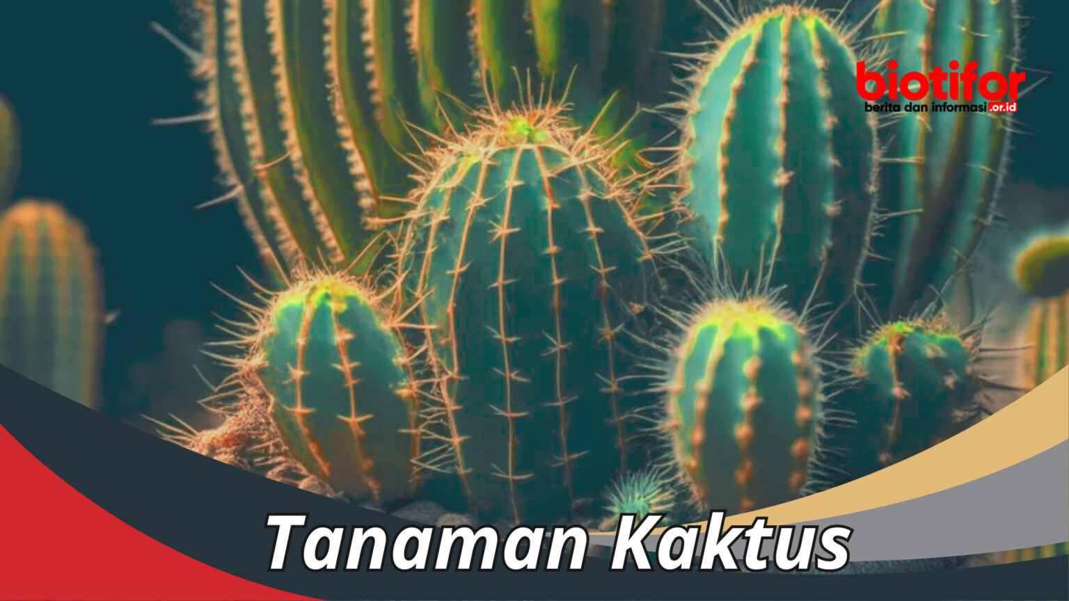 Tanaman Kaktus : Jenis Dan Panduan Merawat Untuk Pemula