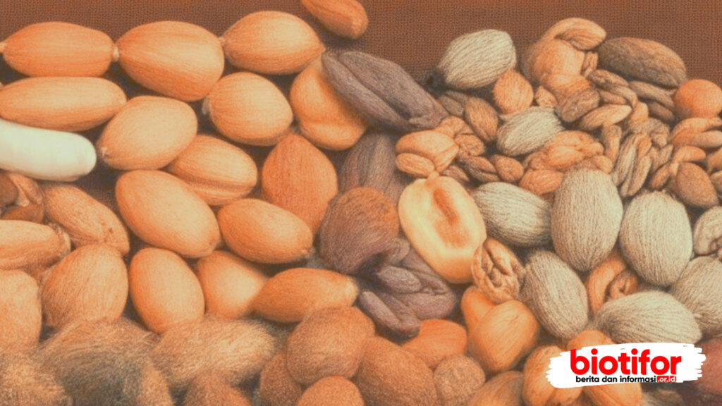 Jenis Tanaman Legum Yang Beragam