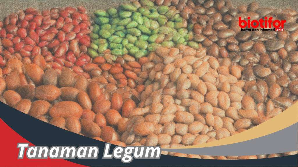 Jenis Tanaman Legum Yang Beragam