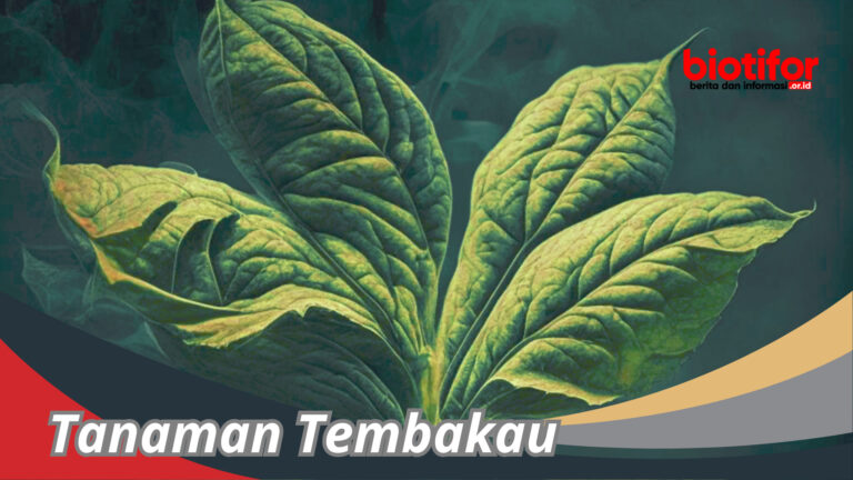 Tanaman Tembakau: Sejarah, Jenis Dan Dampaknya