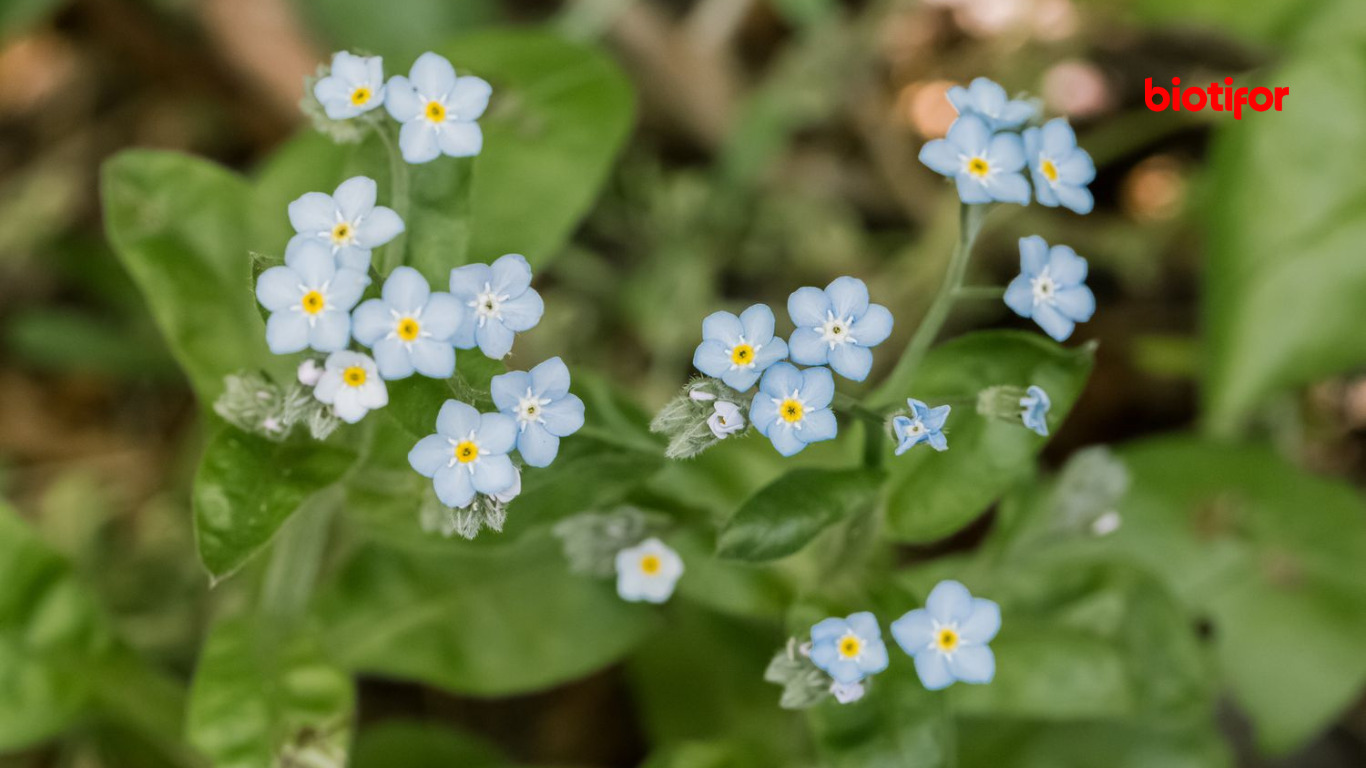 5 Fungsi Tangkai Bunga dan Cara Merawatnya, Simak! - Biotifor