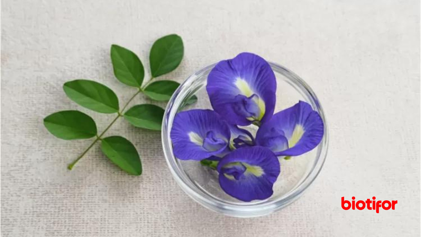 15 Manfaat Bunga Telang, Bisa Menyegarkan Tubuh! - Biotifor