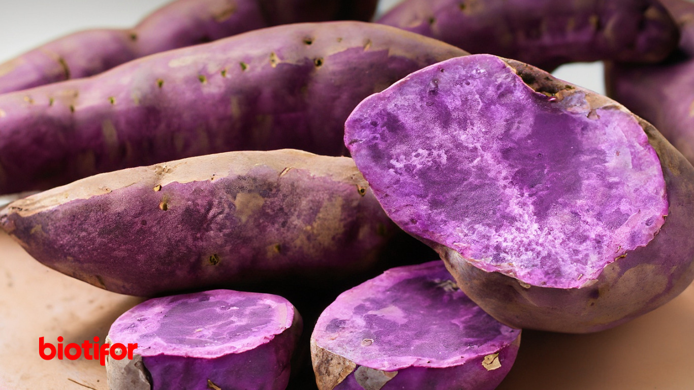 Manfaat Ubi Ungu: Khasiat Luar Biasa dari Superfood - Biotifor