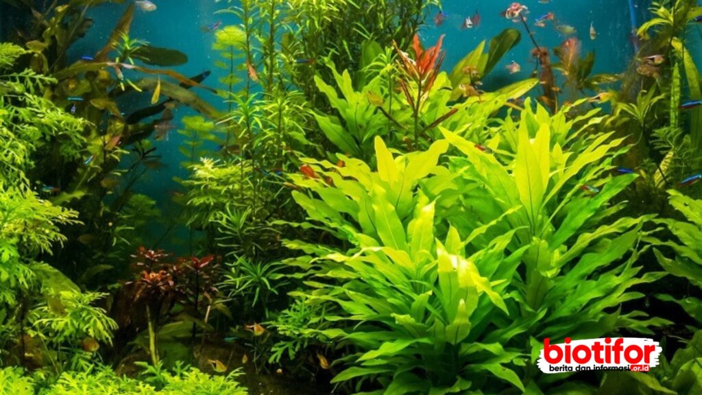15 Jenis Tanaman Air Yang Cocok Untuk Akuarium