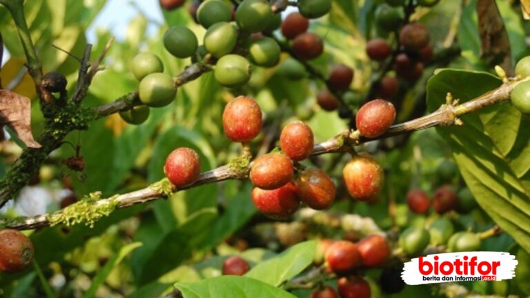 12 Jenis Tanaman Kopi: Panduan Lengkap untuk Pecinta Kopi