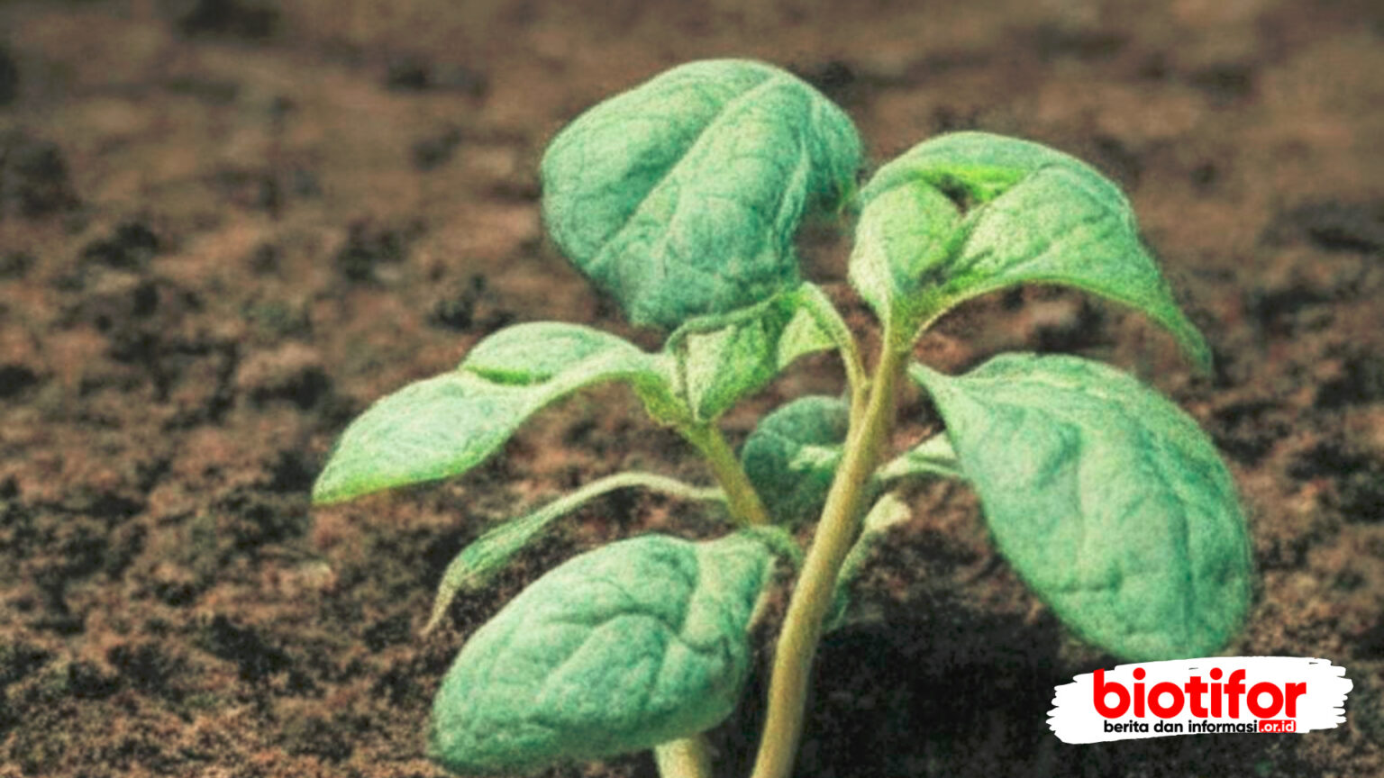 Semua Tentang Tanaman Kentang: Jenis, Manfaat, Dampak