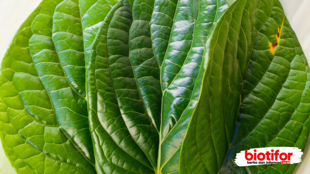 Jenis-Jenis Daun Sirih yang Wajib Diketahui