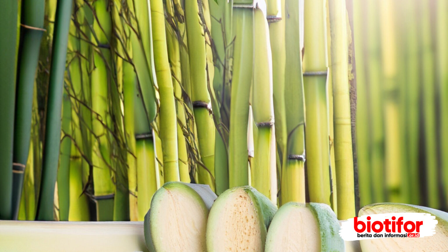 Manfaat Bambu Dalam Pemakaian Yang Tepat