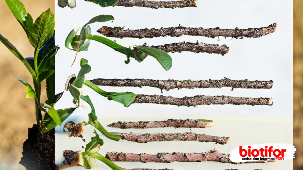 Perbedaan Stek dan Cangkok Metode Pembiakan Tanaman