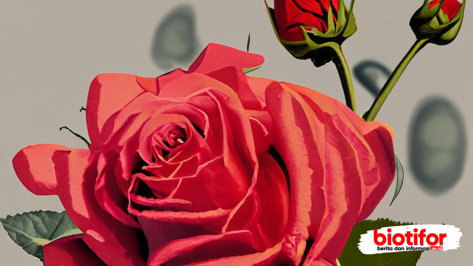 Jenis Bunga Mawar Keindahan dan Varietas yang Menakjubkan