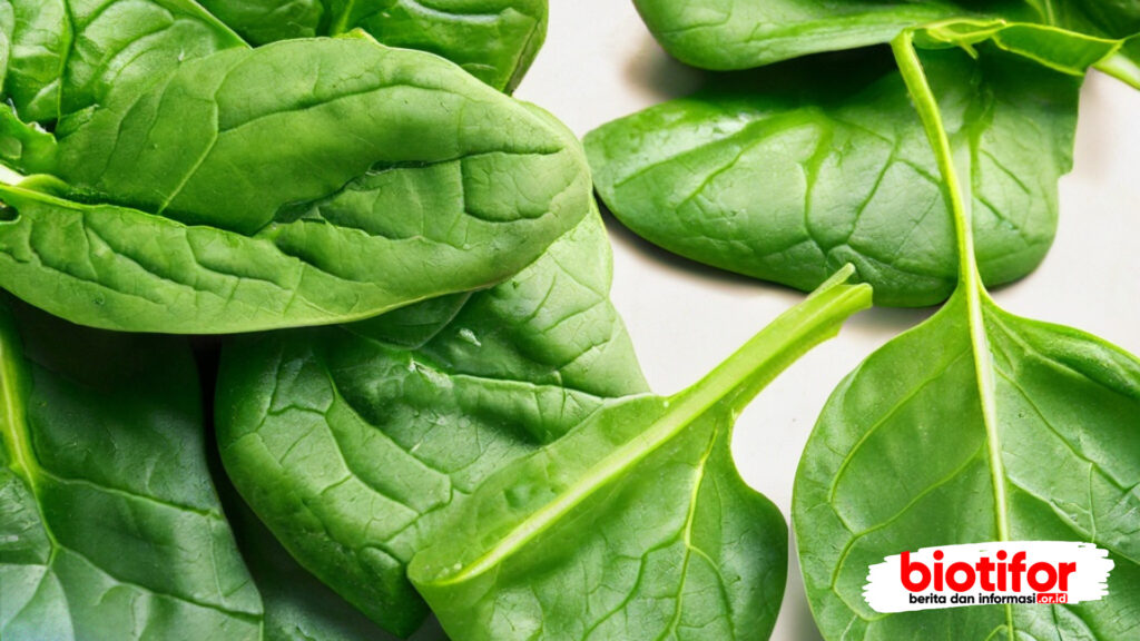 Manfaat Daun Bayam Dengan Gizi Yang Tinggi
