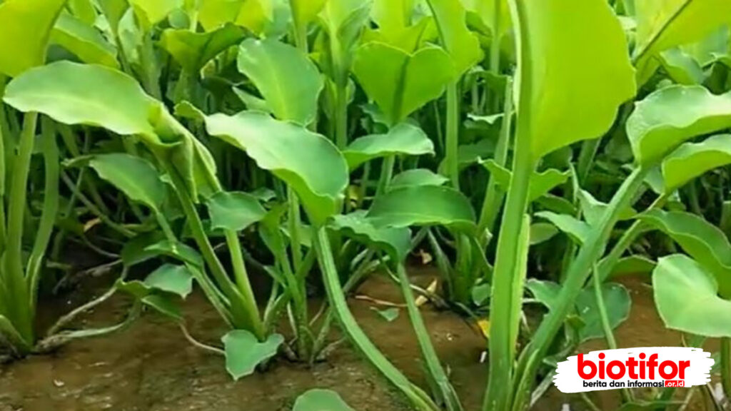 Manfaat Daun Genjer: Khasiat Luar Biasa untuk Kesehatan Anda - Biotifor