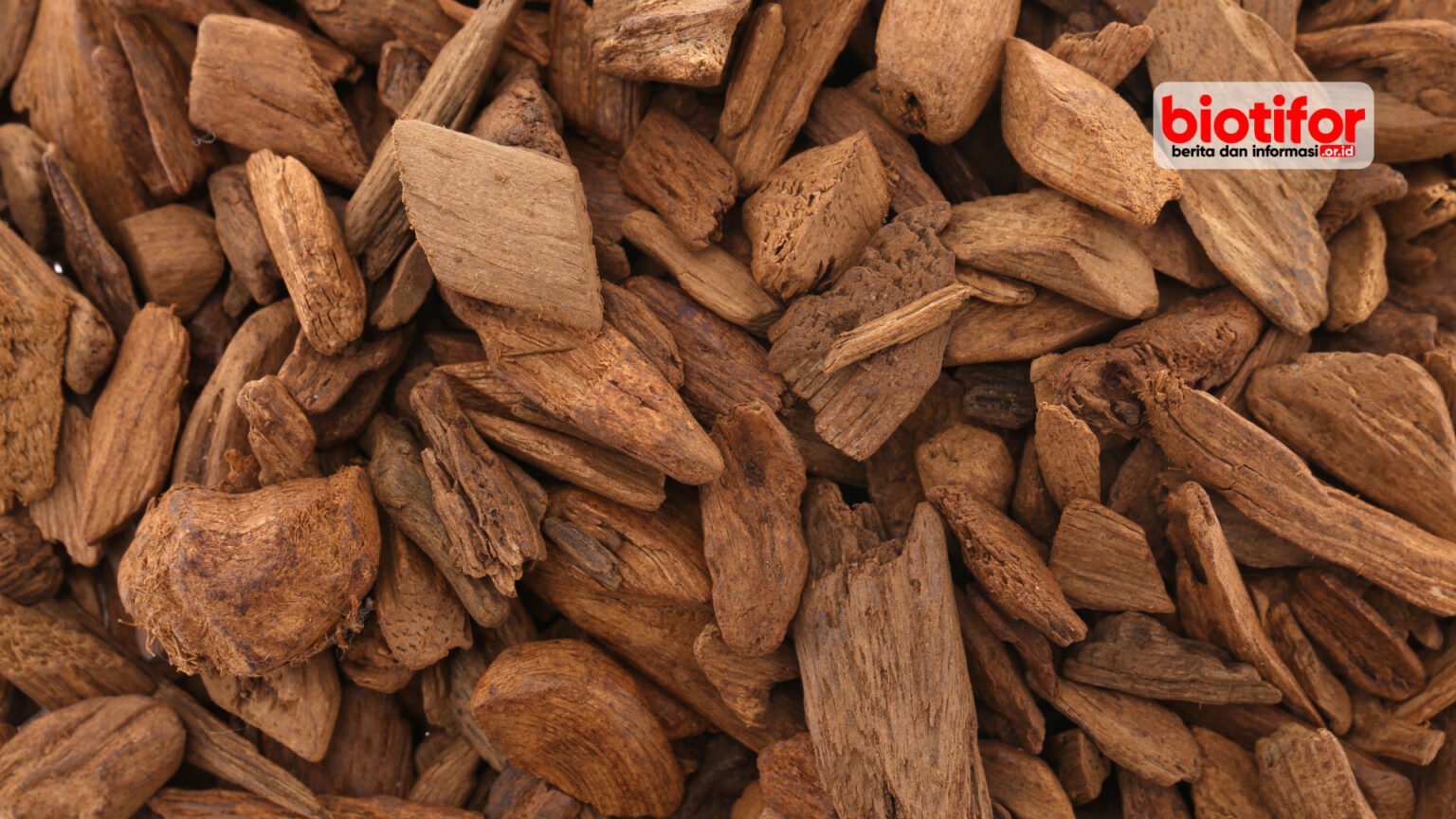 Manfat Kayu Gaharu Menurut Islam, Dijuluki Pohon dari Surga - Biotifor