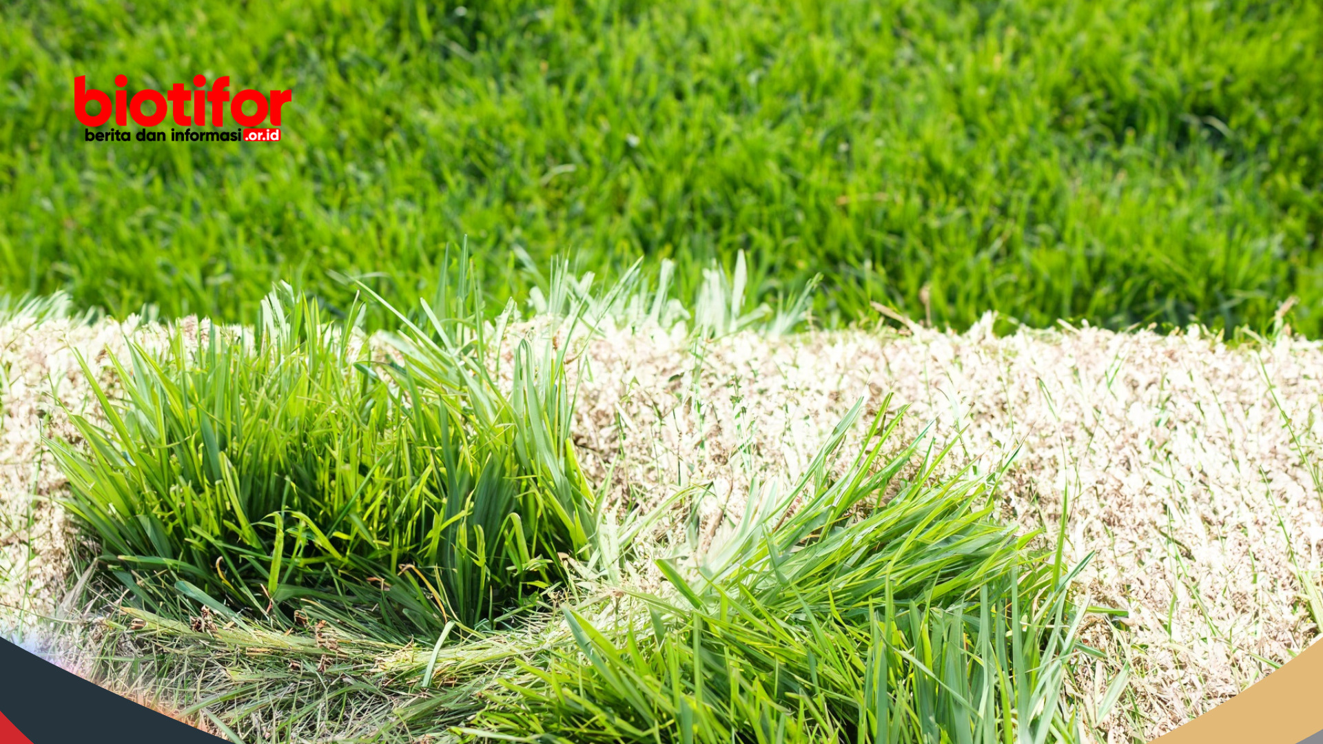 Manfaat Rumput Teki untuk Kesehatan Bukan sekedar Rumput Liar - Biotifor