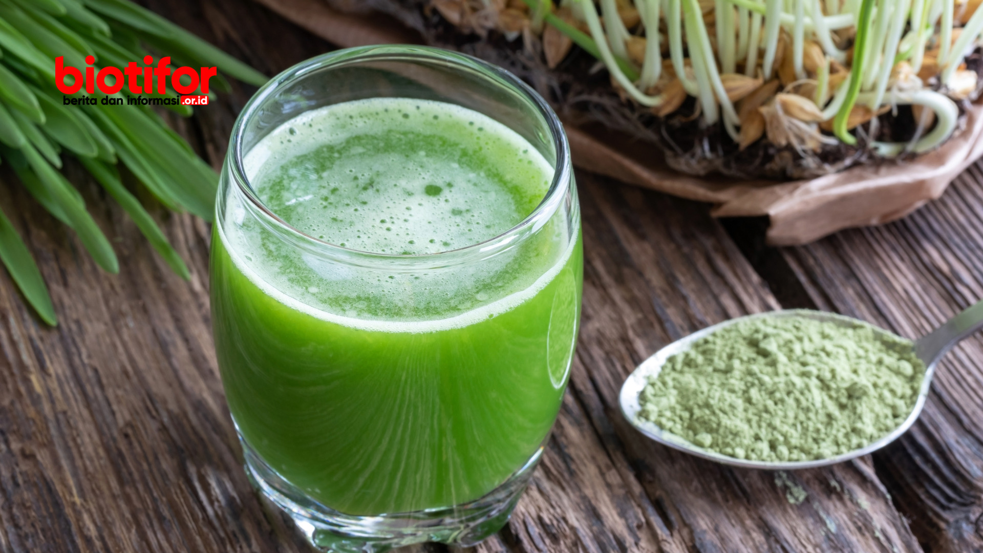 Manfaat Rumput Teki untuk Kesehatan Bukan sekedar Rumput Liar - Biotifor