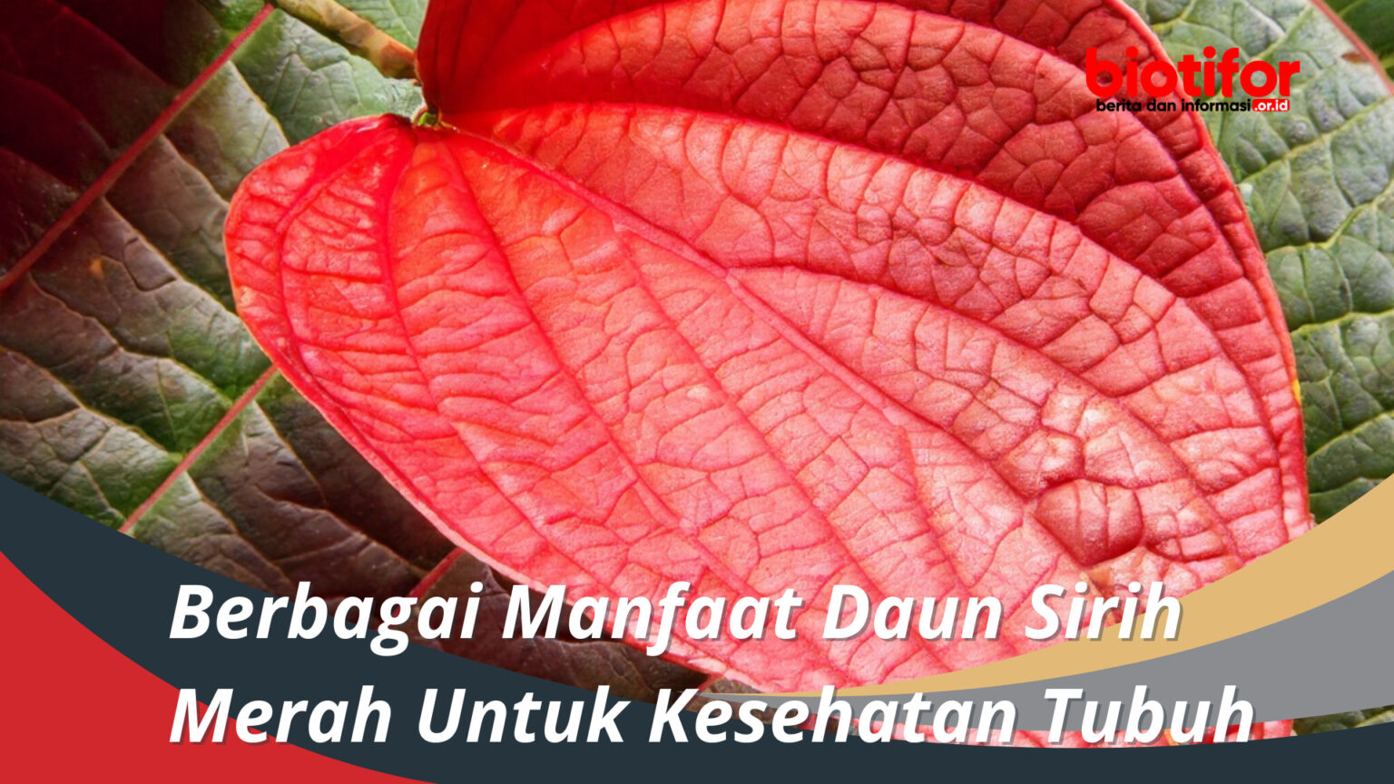 Berbagai Manfaat Daun Sirih Merah Untuk Kesehatan Tubuh