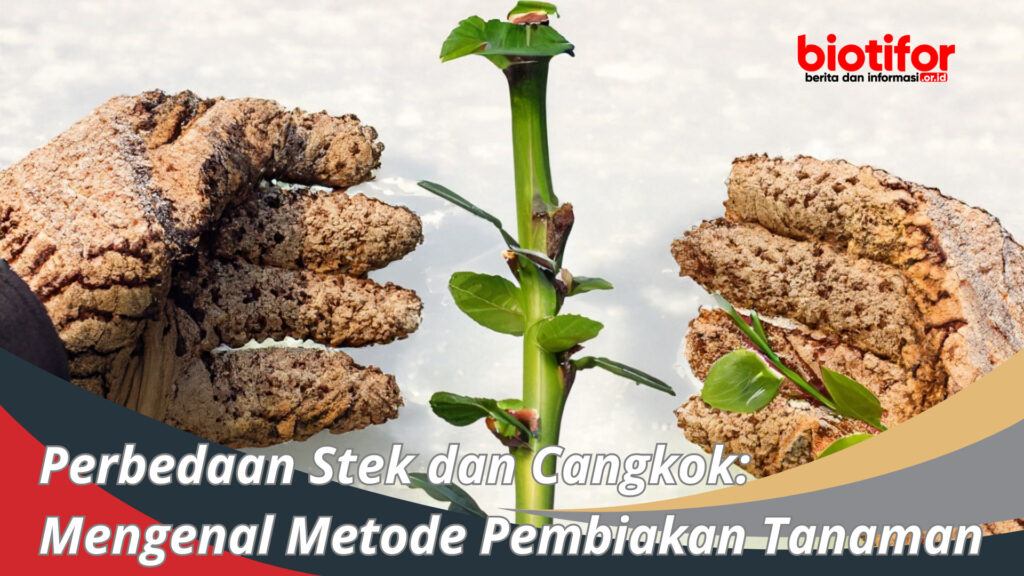 Perbedaan Stek dan Cangkok Metode Pembiakan Tanaman