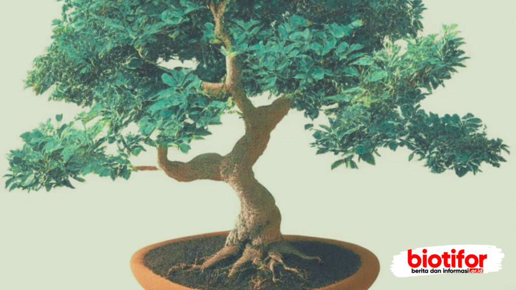 Pohon Ek Atau Oak Yang Megah: Keajaiban Alam