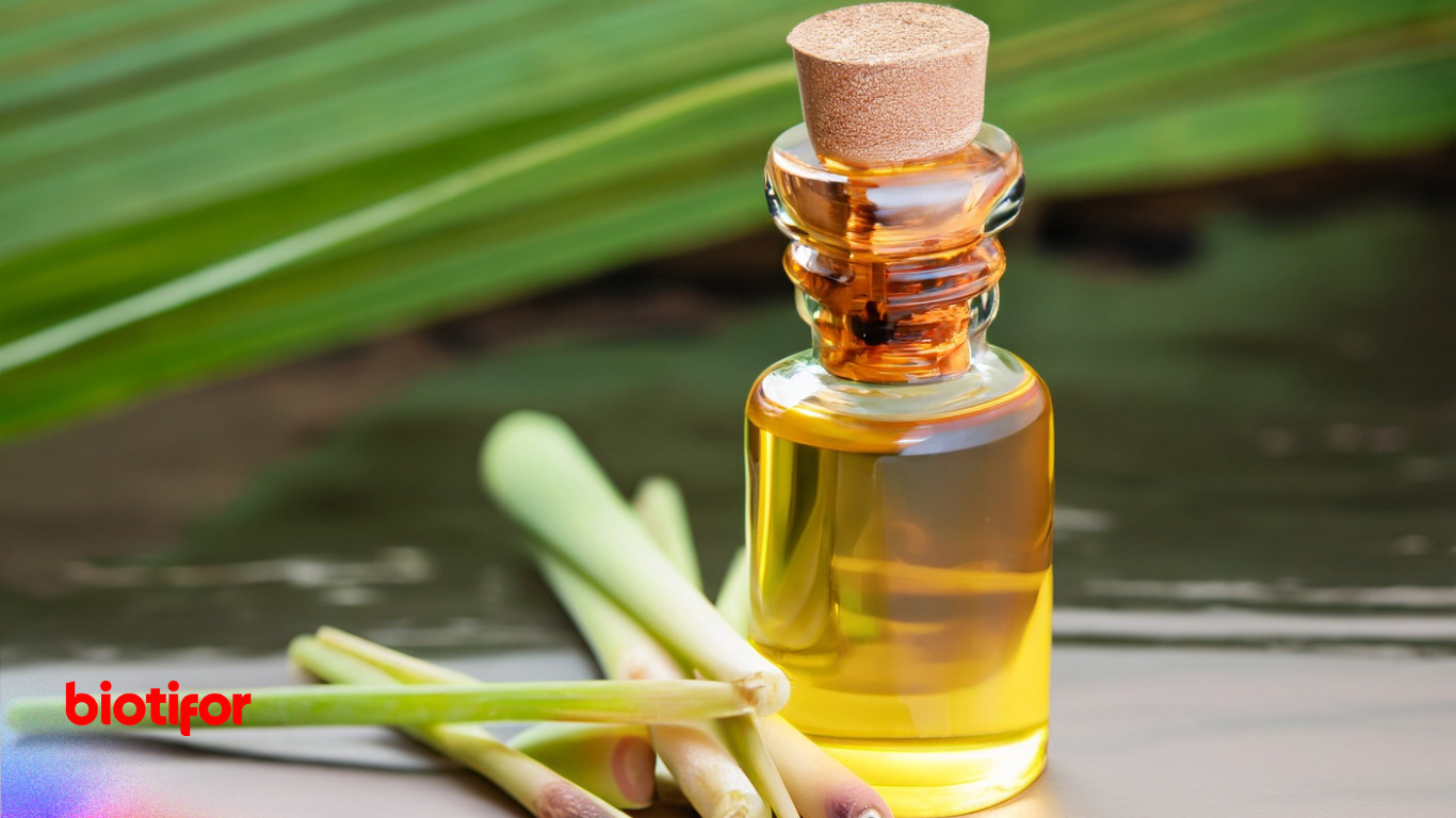 8 Manfaat Sereh Bagi Kesehatan - Biotifor