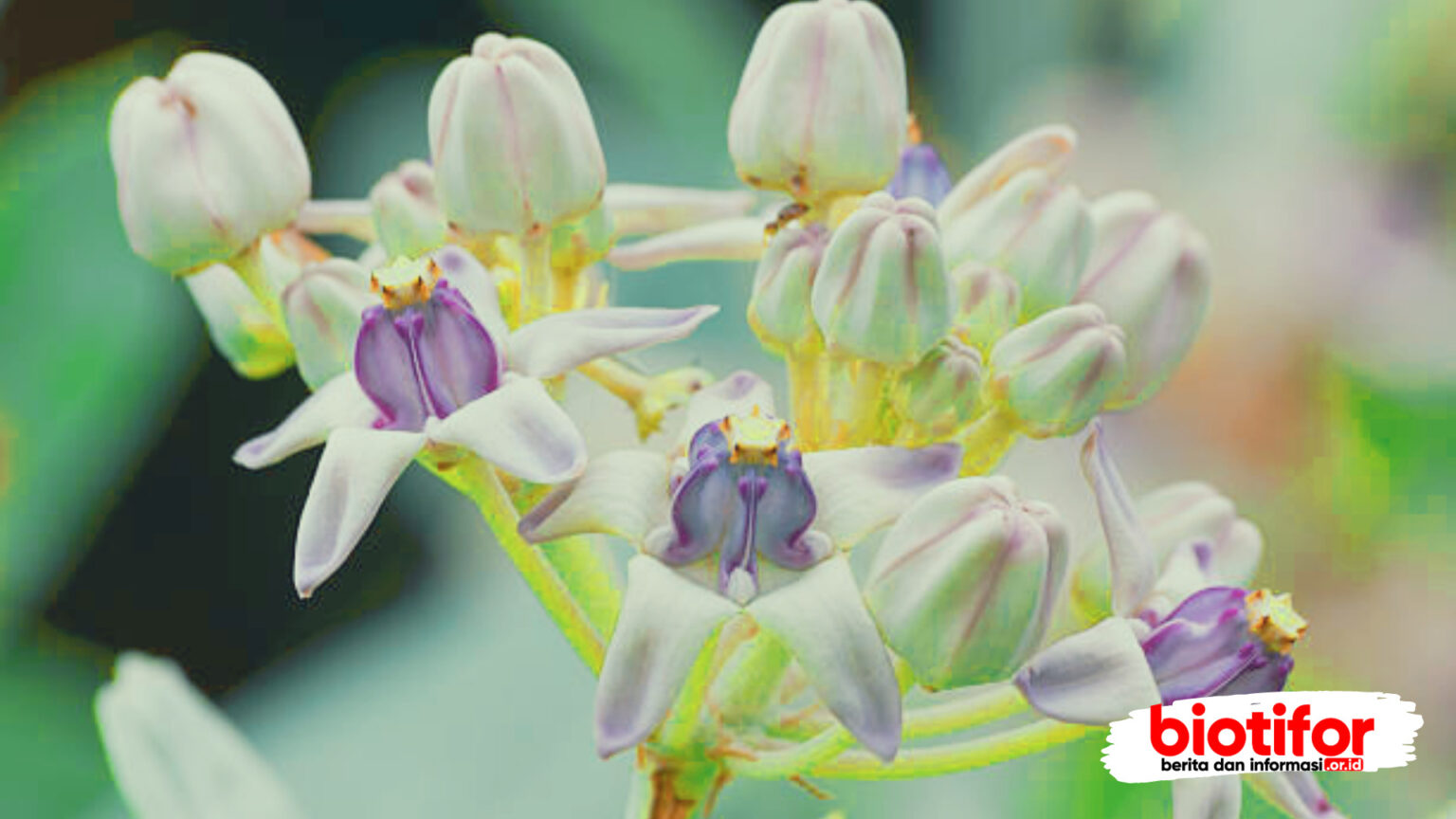 Daftar Tanaman Beracun Yang Ada Di Indonesia - Biotifor