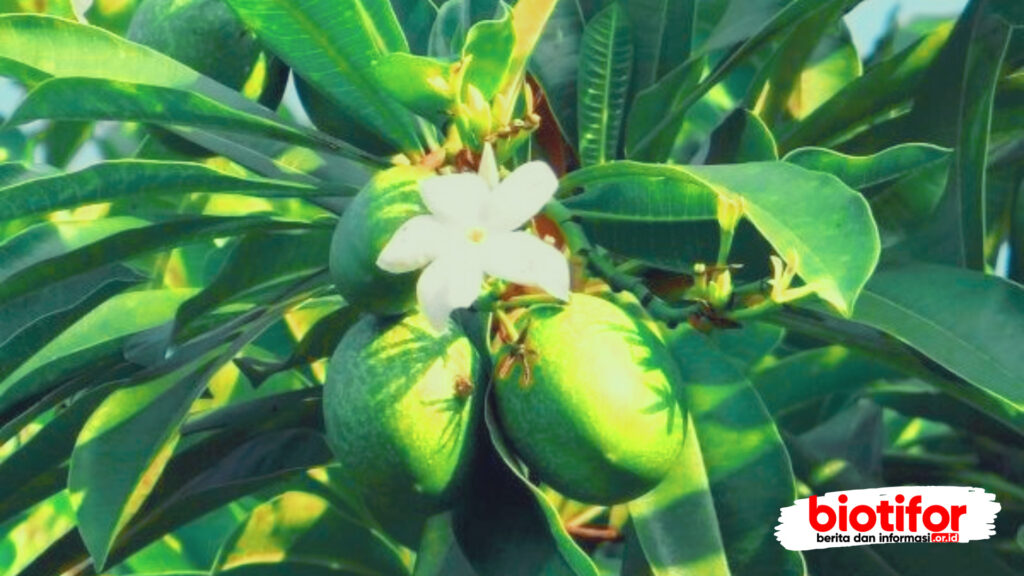 Daftar Tanaman Beracun Yang Ada Di Indonesia - Biotifor