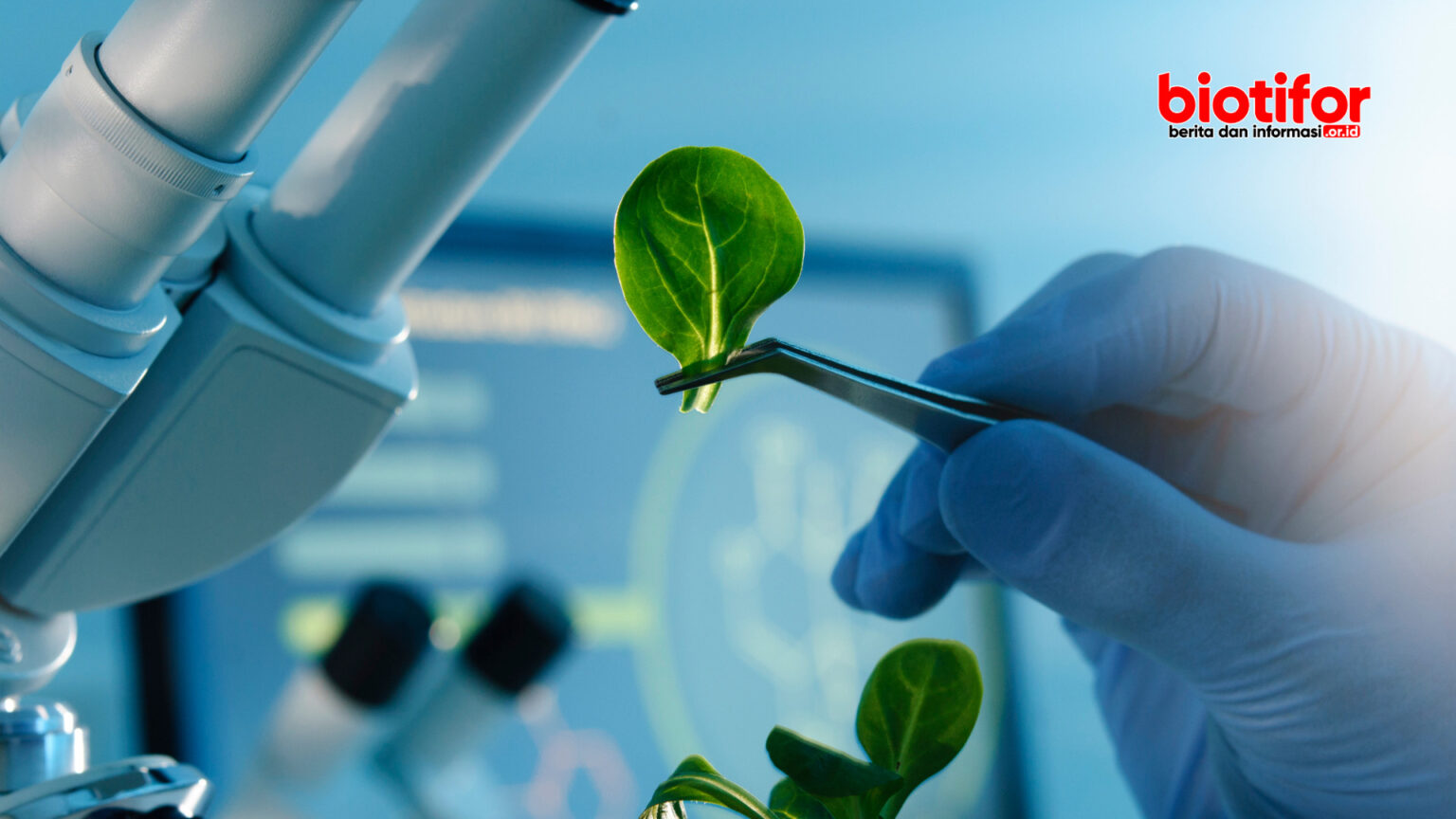 Perbedaan Bioteknologi Konvensional dan Modern - Biotifor