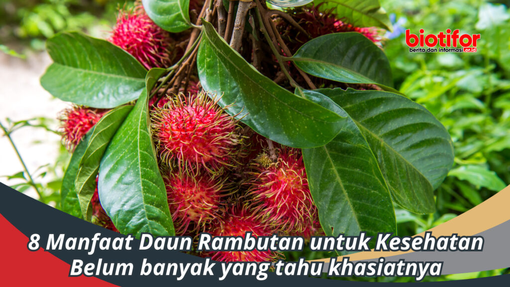 8 Manfaat Daun Rambutan untuk Anda yang Lebih Sehat - Biotifor