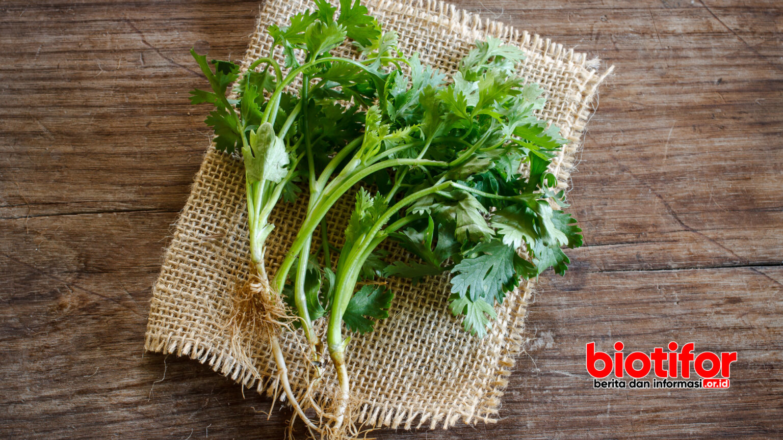 Manfaat Daun Ketumbar, Rempah Nikmat berkhasiat Kesehatan - Biotifor