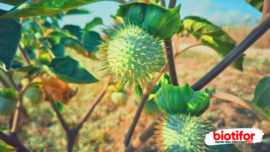 Efek Samping Dan Bahaya Buah Kecubung : Mitos Dan Fakta