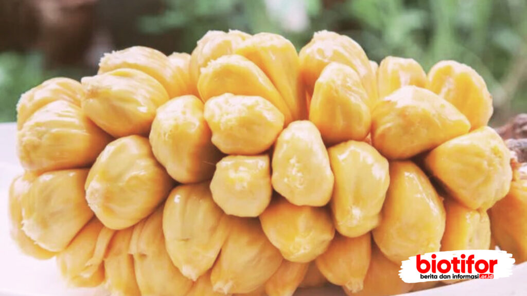 Buah Cempedak : Menyelami Rasa Unik Indonesia