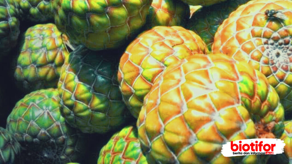 Semua Tentang Buah Rumbia : Keajaiban Tropis Menyegarkan