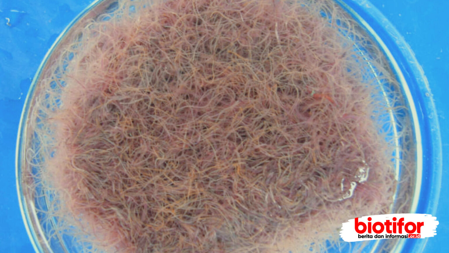 Budidaya Cacing Sutra: Panduan Lengkap Untuk Pemula