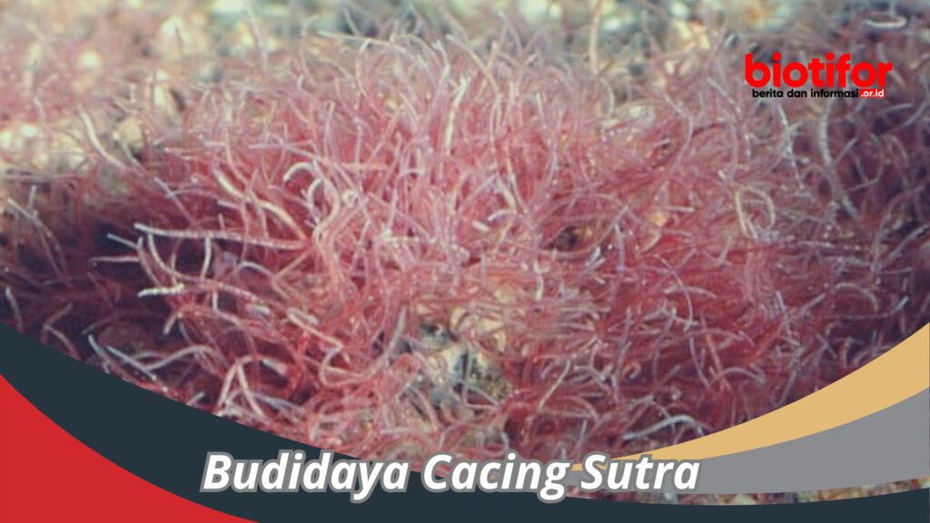 Budidaya Cacing Sutra: Panduan Lengkap Untuk Pemula