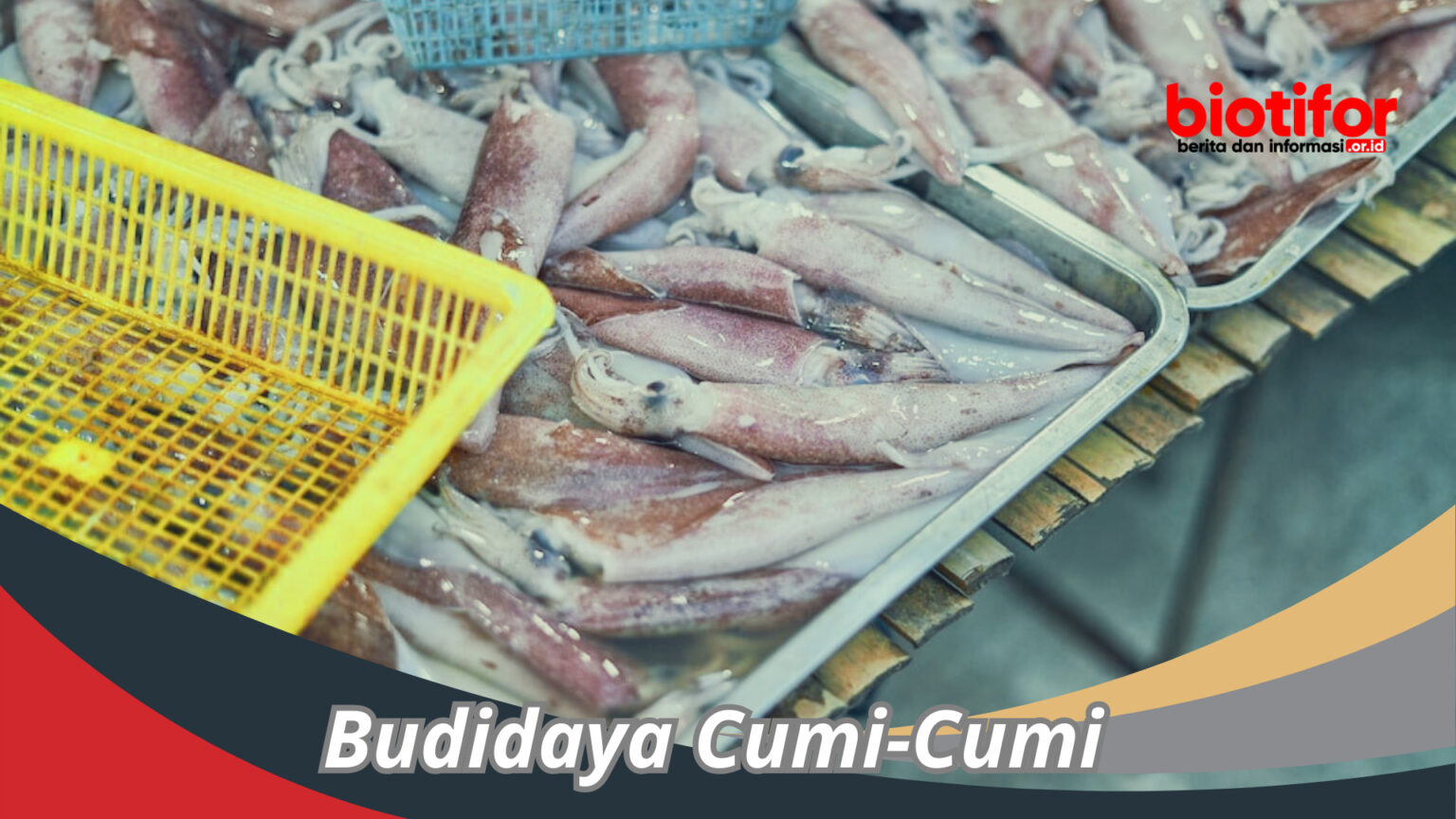 Cara Budidaya Cumi-Cumi : Panduan Lengkap Untuk Pemula