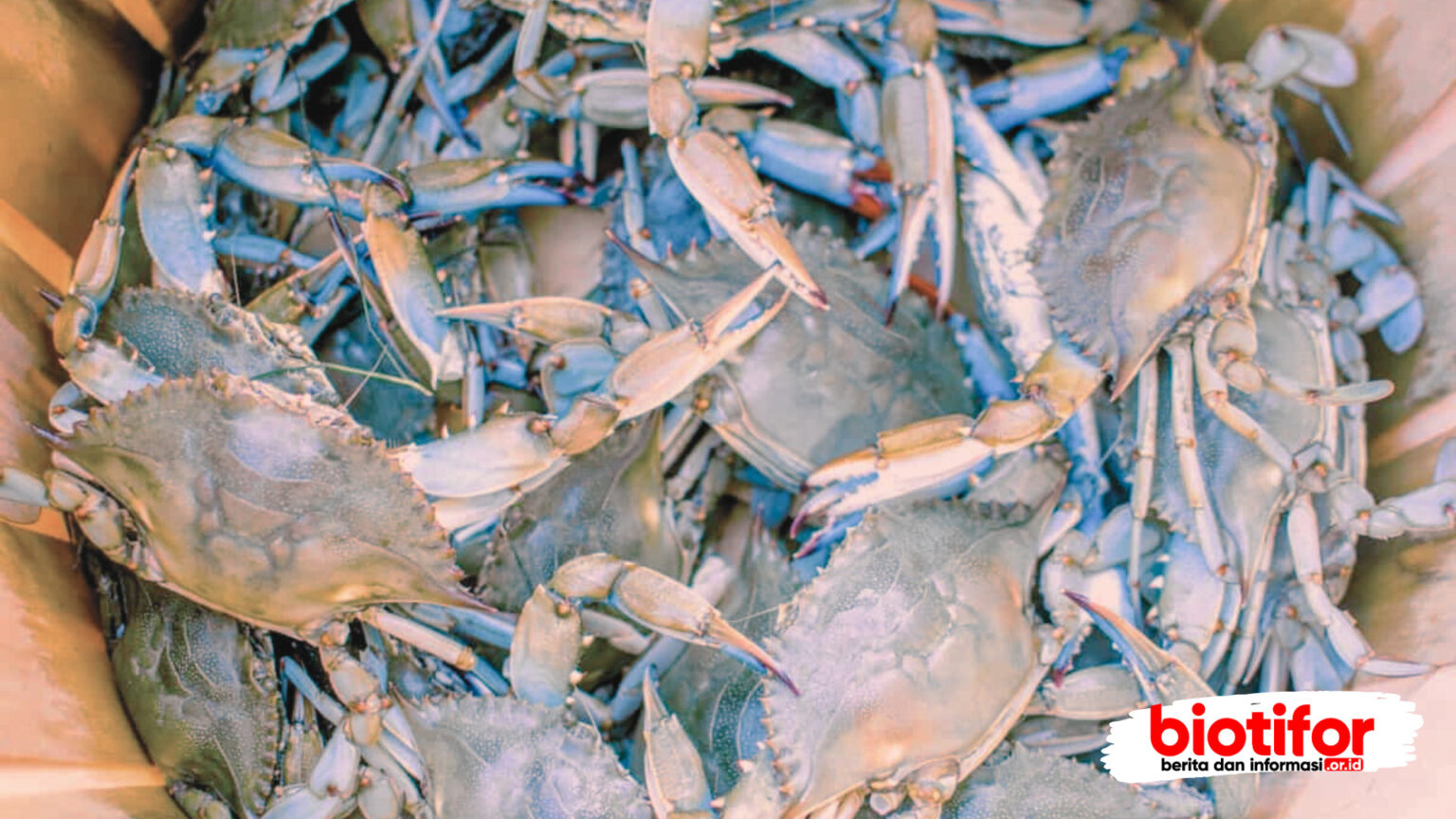Cara Budidaya Kepiting : Panduan Lengkap Untuk Pemula