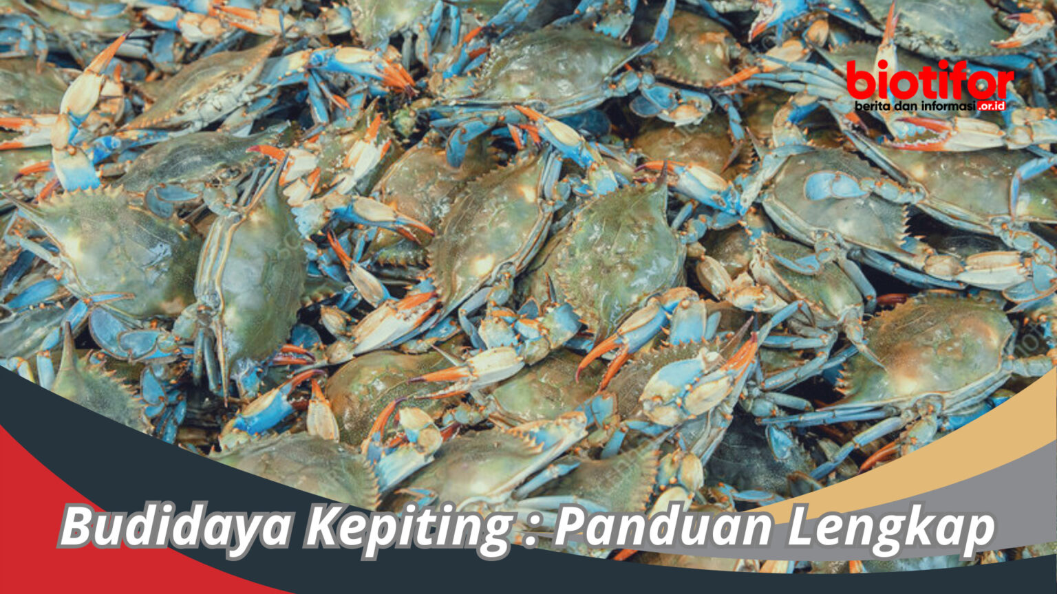 Cara Budidaya Kepiting : Panduan Lengkap Untuk Pemula
