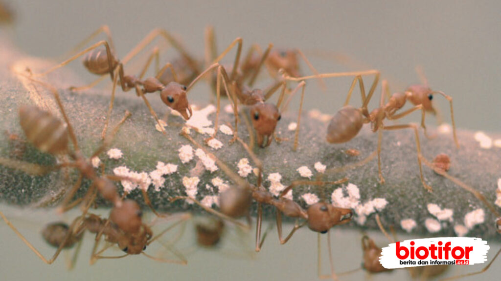 Budidaya Semut Rangrang : Panduan Lengkap Untuk Pemula