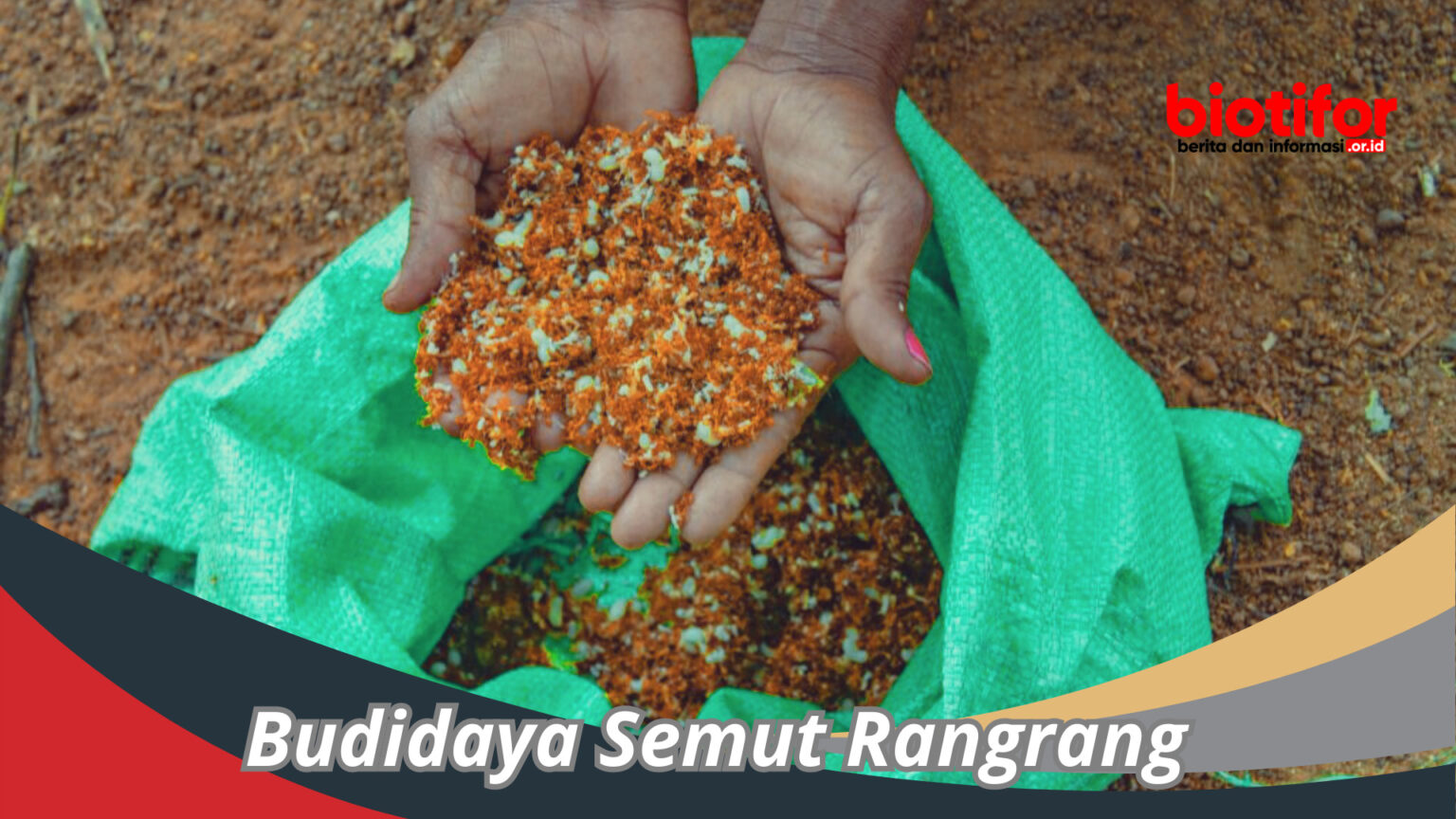 Budidaya Semut Rangrang : Panduan Lengkap Untuk Pemula