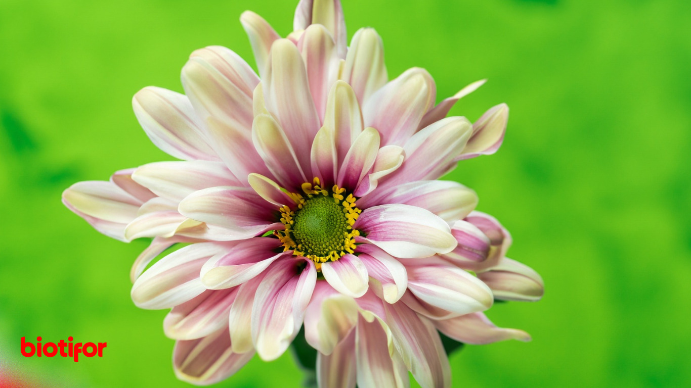 Cara Merawat Bunga Krisan: Tips untuk Kecantikan Tumbuhan - Biotifor