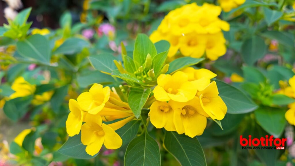 Manfaat Bunga Alamanda: Keindahan yang Menakjubkan