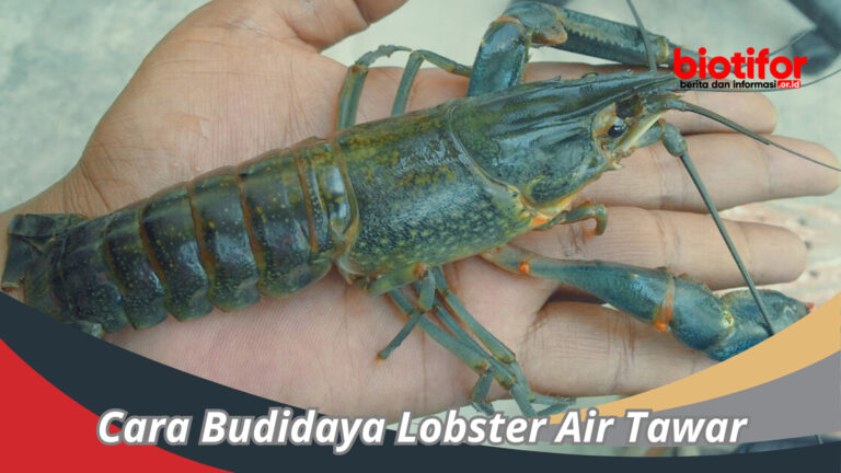 Cara Budidaya Lobster Air Tawar : Tips Sukses Perawatan