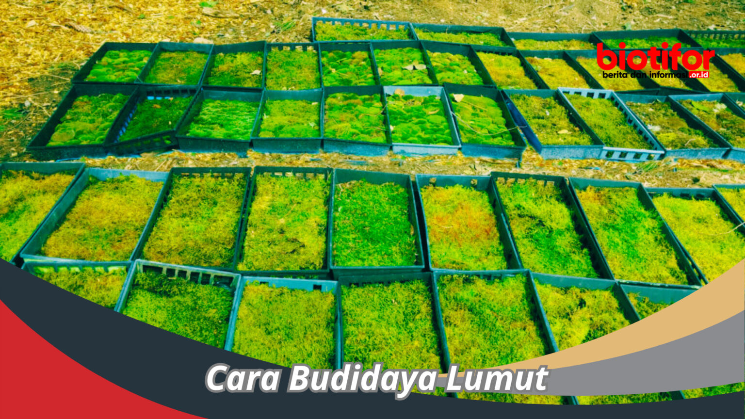 Cara Budidaya Lumut – Tips Sukses Menanam