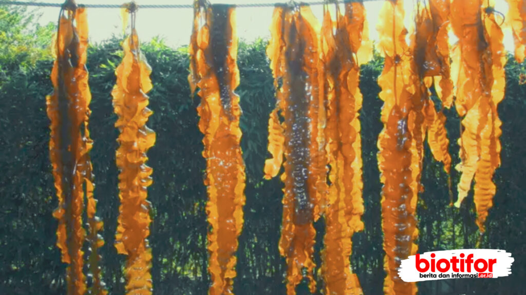 Cara Budidaya Rumput Laut: Panduan Lengkap Untuk Pemula - Biotifor